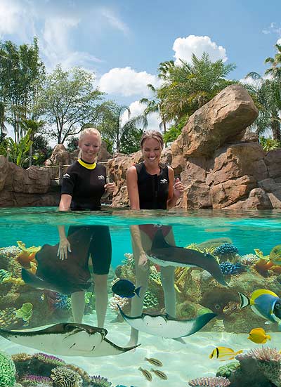 Veja fotos do Grand Reef, no Discovery Cove | Destinos